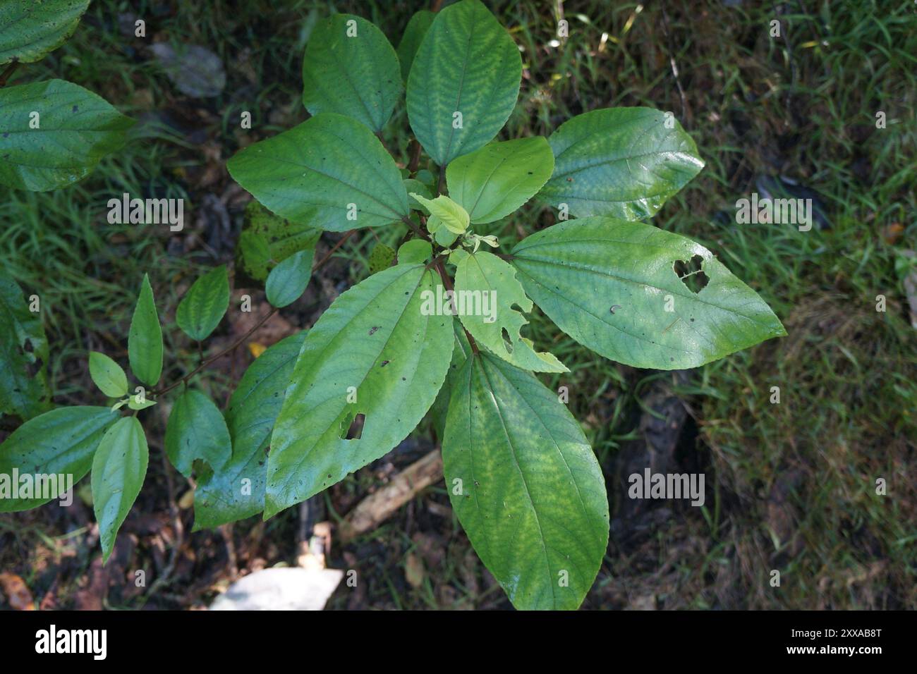 Māmaki (Pipturus albidus) Plantae Stock Photo - Alamy