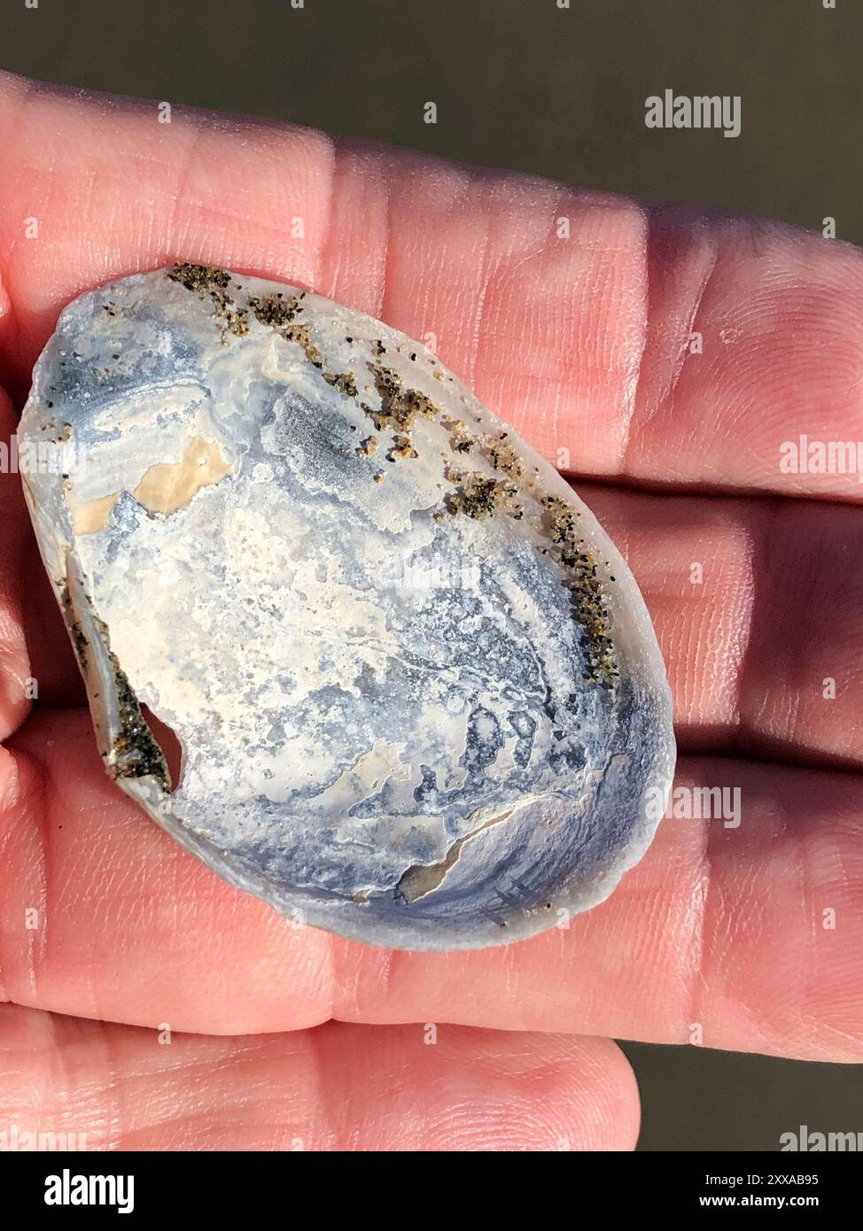 Bent-nosed Clam (Macoma nasuta) Mollusca Stock Photo - Alamy