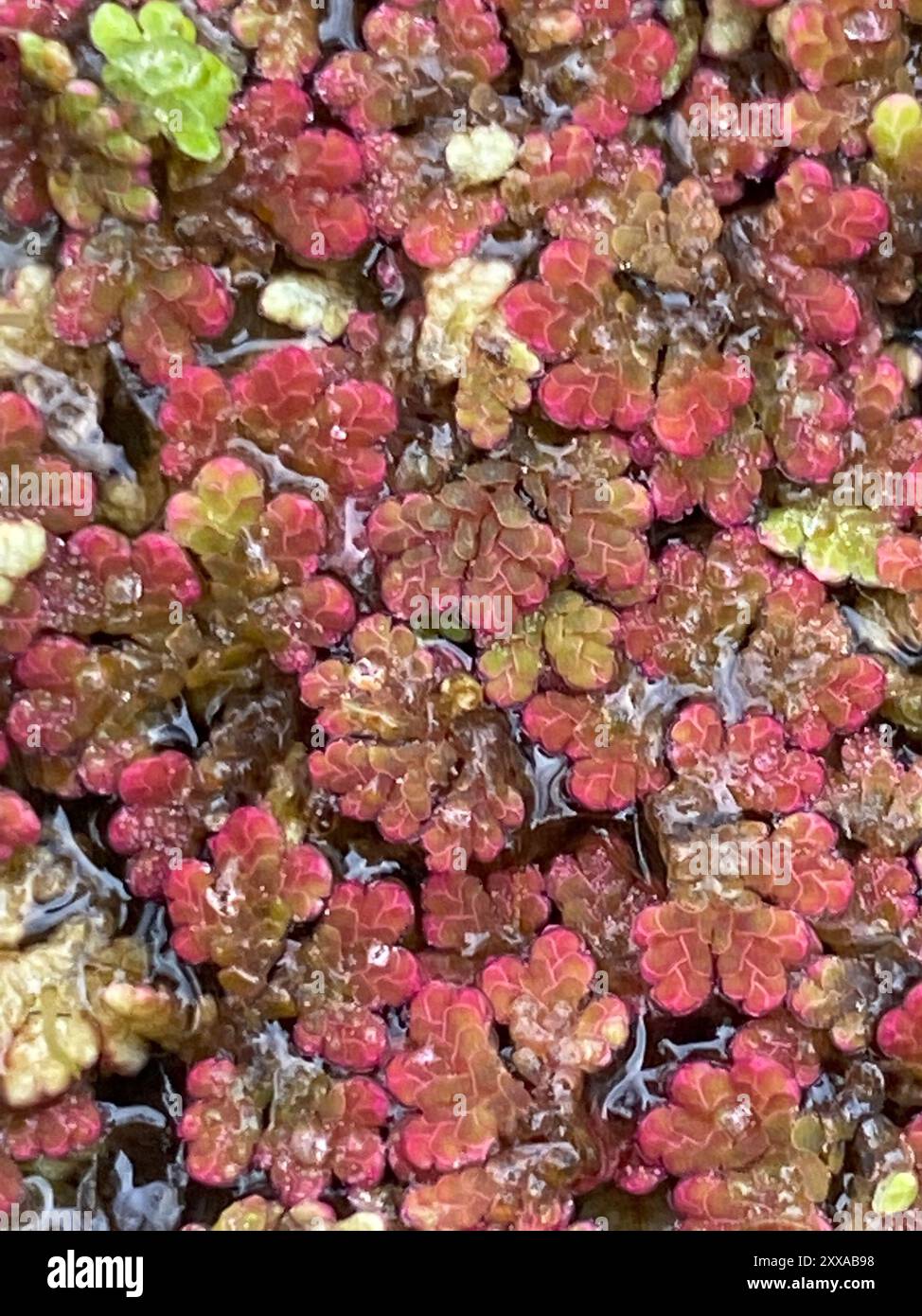 eastern mosquito fern (Azolla caroliniana) Plantae Stock Photo - Alamy