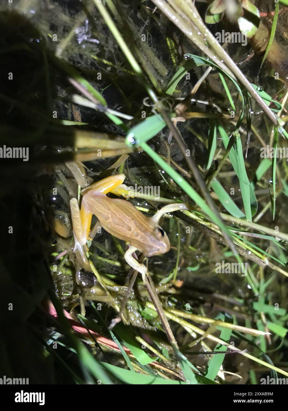 Lesser Tree Frog (Dendropsophus minutus) Amphibia Stock Photo - Alamy