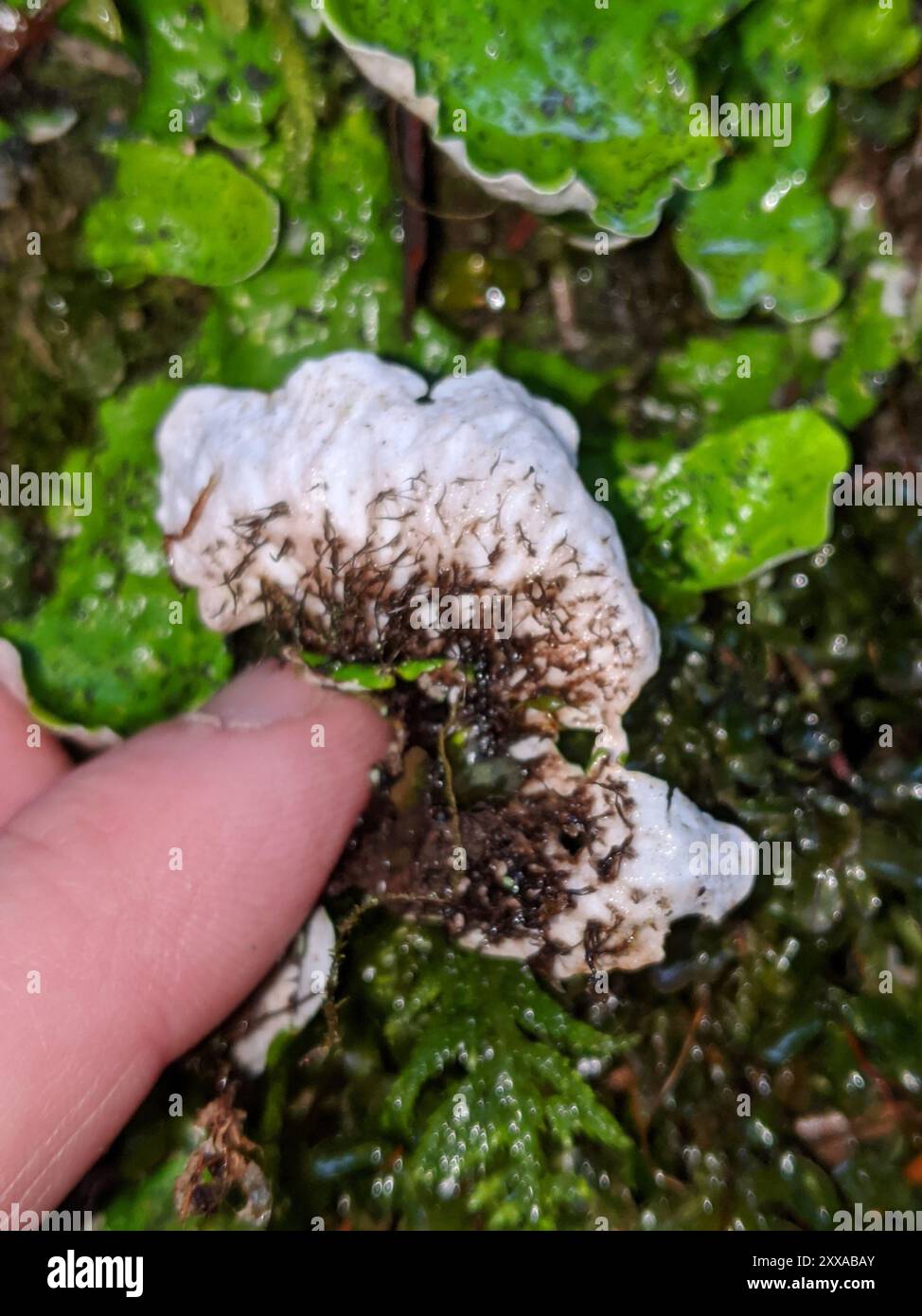 freckled pelt lichen (Peltigera aphthosa) Fungi Stock Photo - Alamy