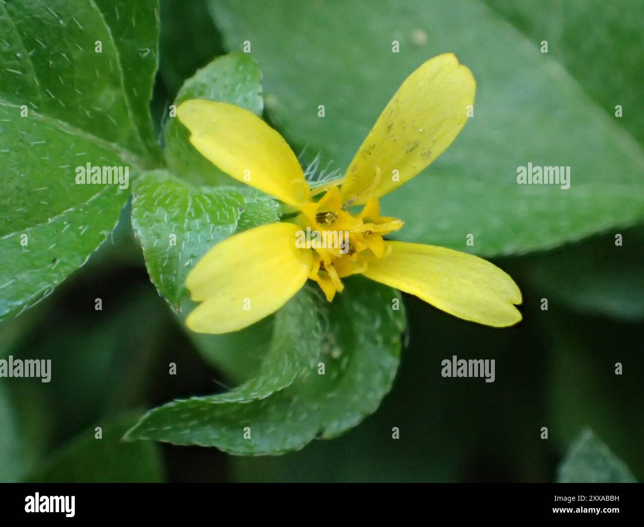 straggler daisy (Calyptocarpus vialis) Plantae Stock Photo - Alamy