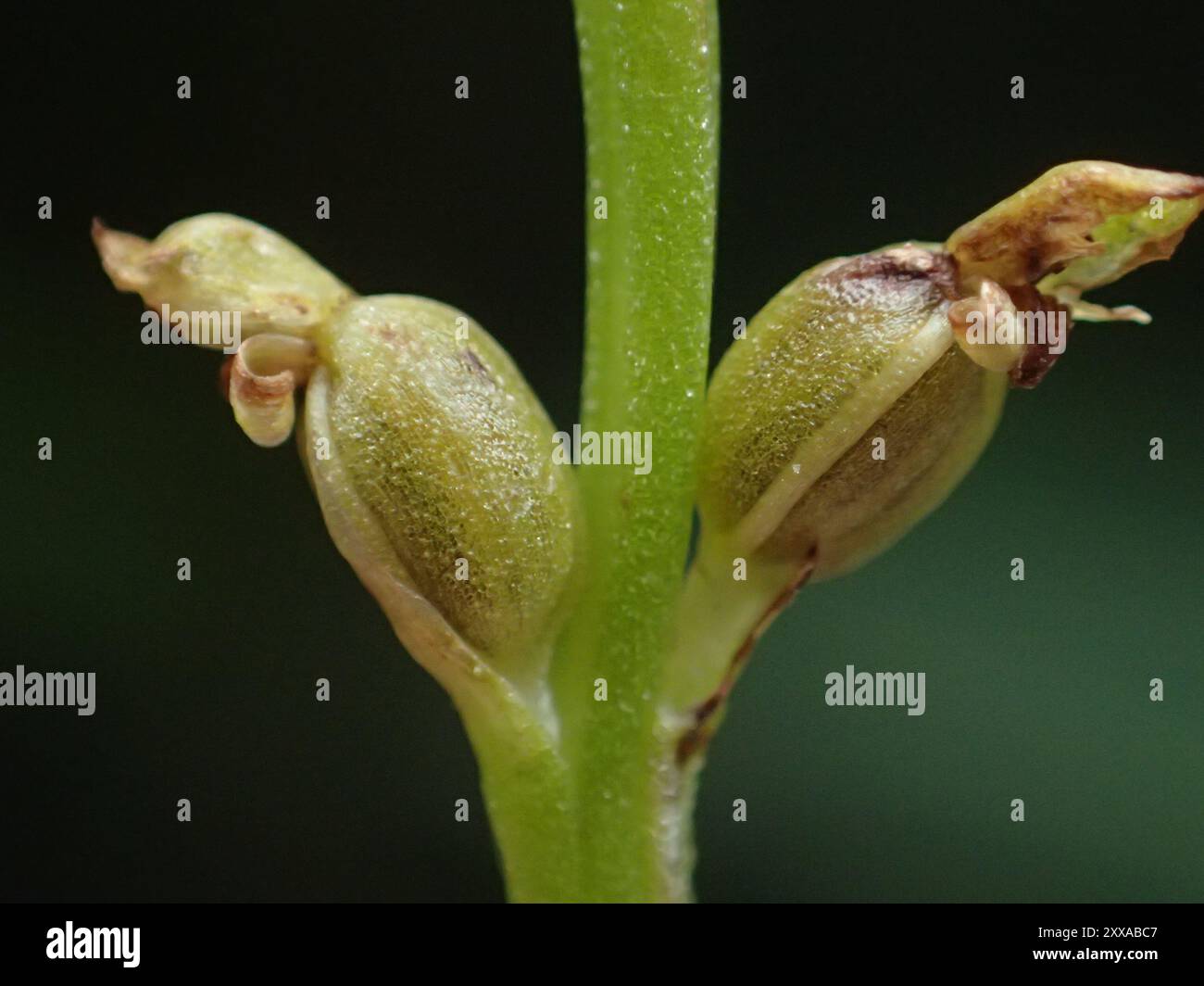 common onion-orchid (Microtis unifolia) Plantae Stock Photo - Alamy