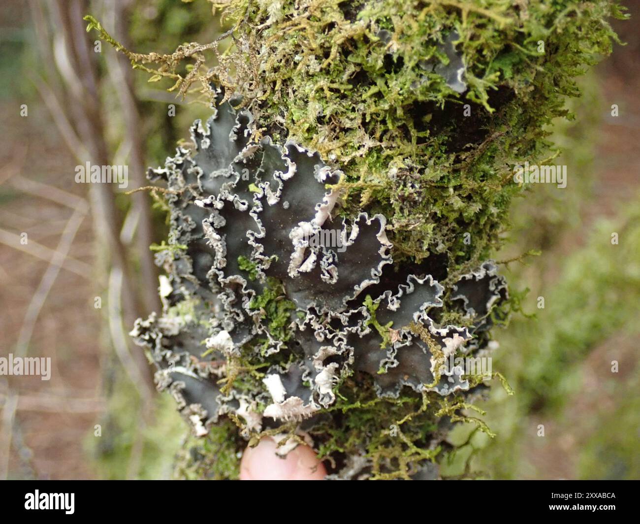 tree pelt lichen (Peltigera collina) Fungi Stock Photo - Alamy