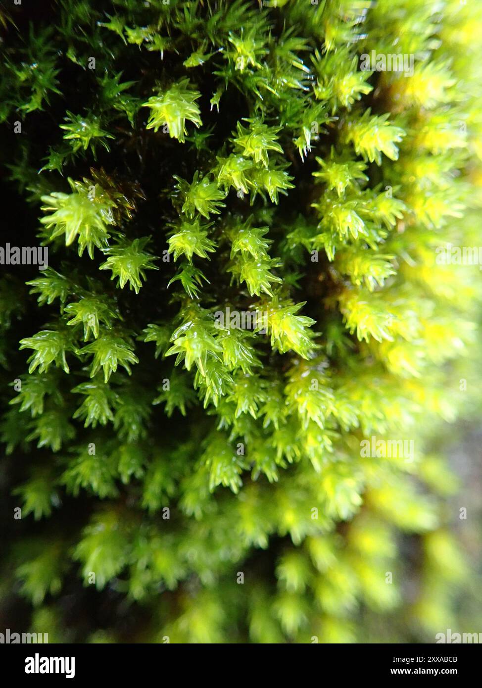 Yellow Fringe-moss (Racomitrium aciculare) Plantae Stock Photo - Alamy