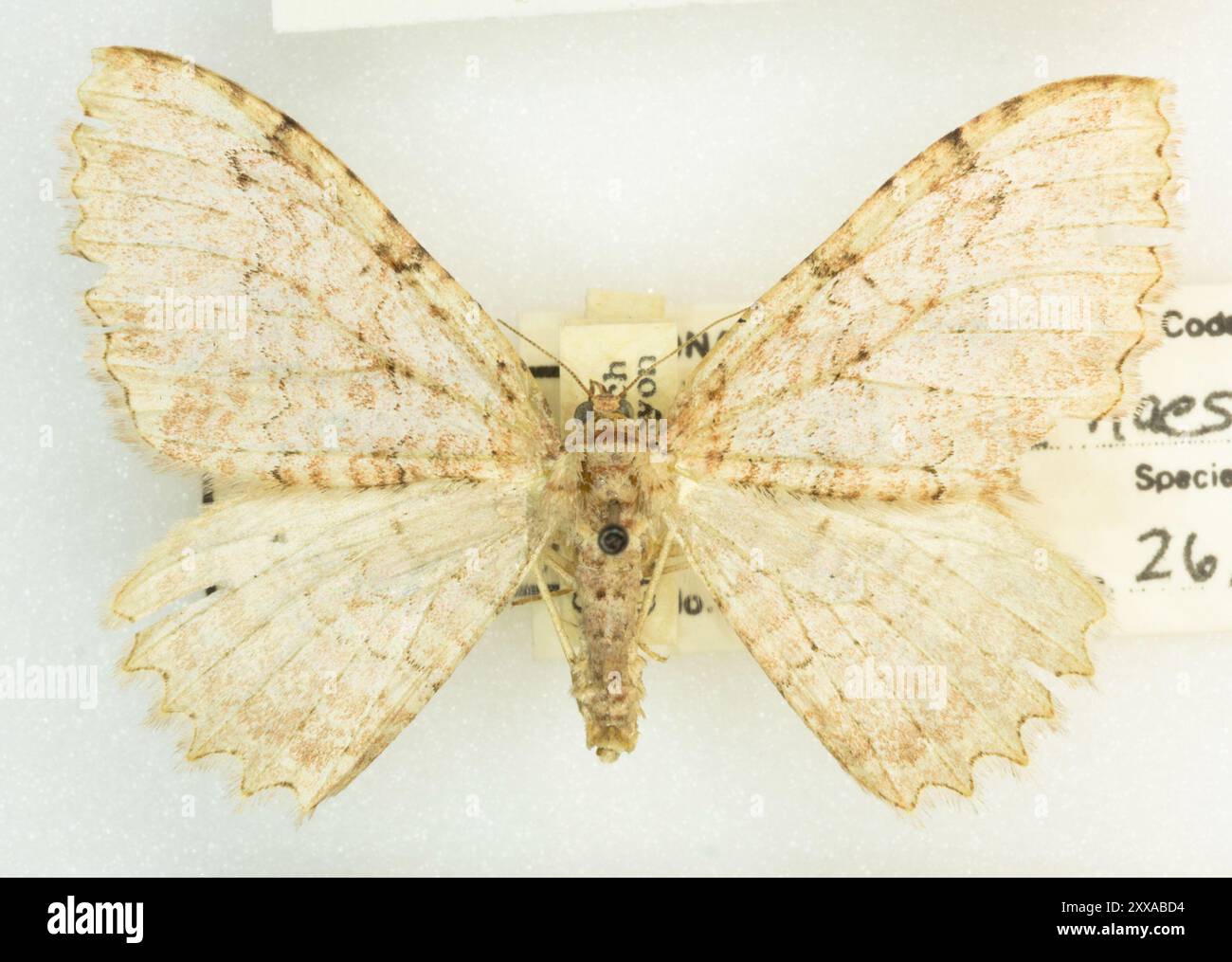 Tissue Moth (Triphosa haesitata) Insecta Stock Photo - Alamy