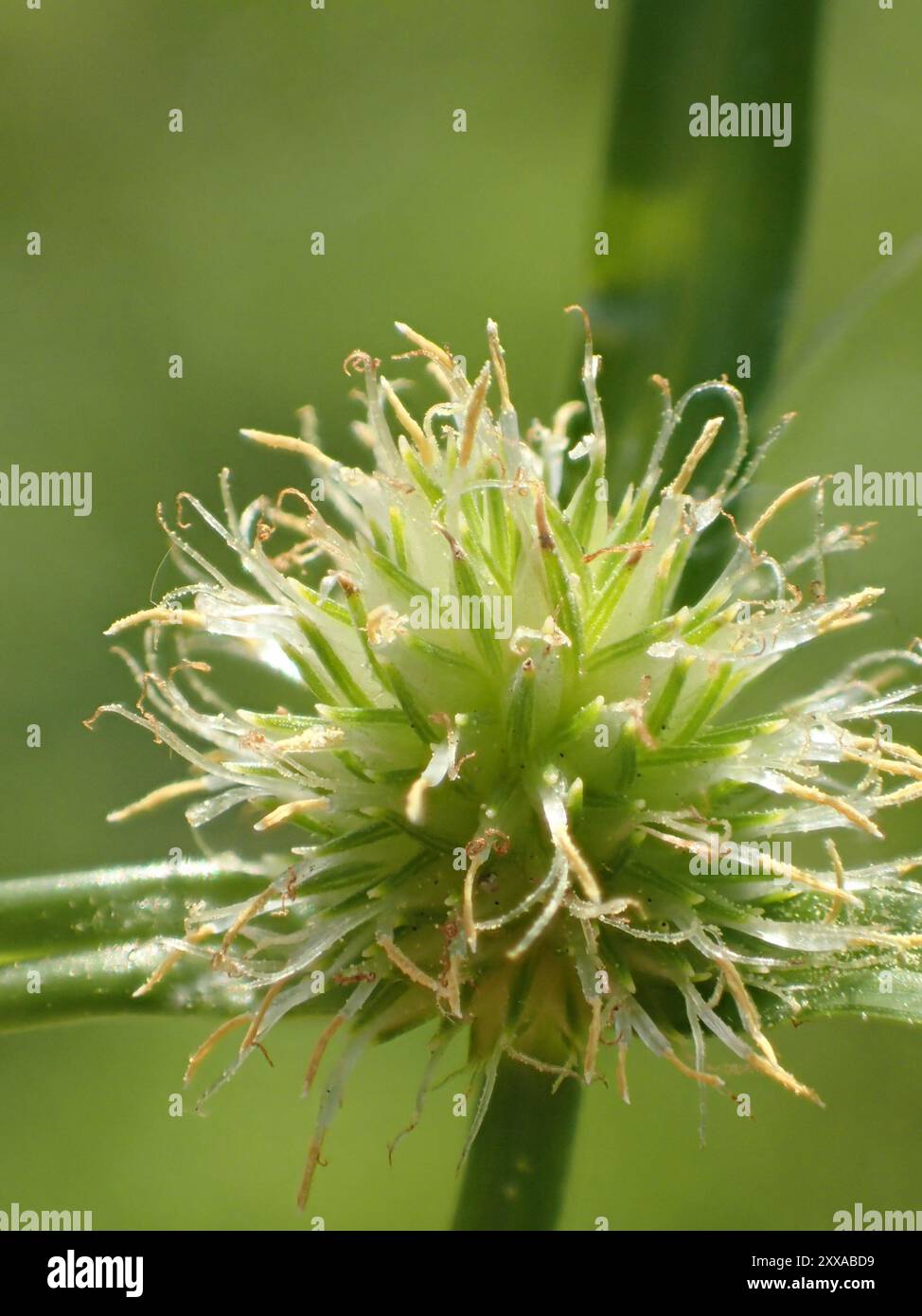 Shortleaf Spikesedge (Cyperus brevifolius) Plantae Stock Photo - Alamy