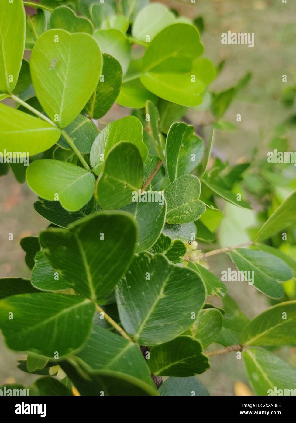 Bloodwood Tree (Haematoxylum campechianum) Plantae Stock Photo - Alamy