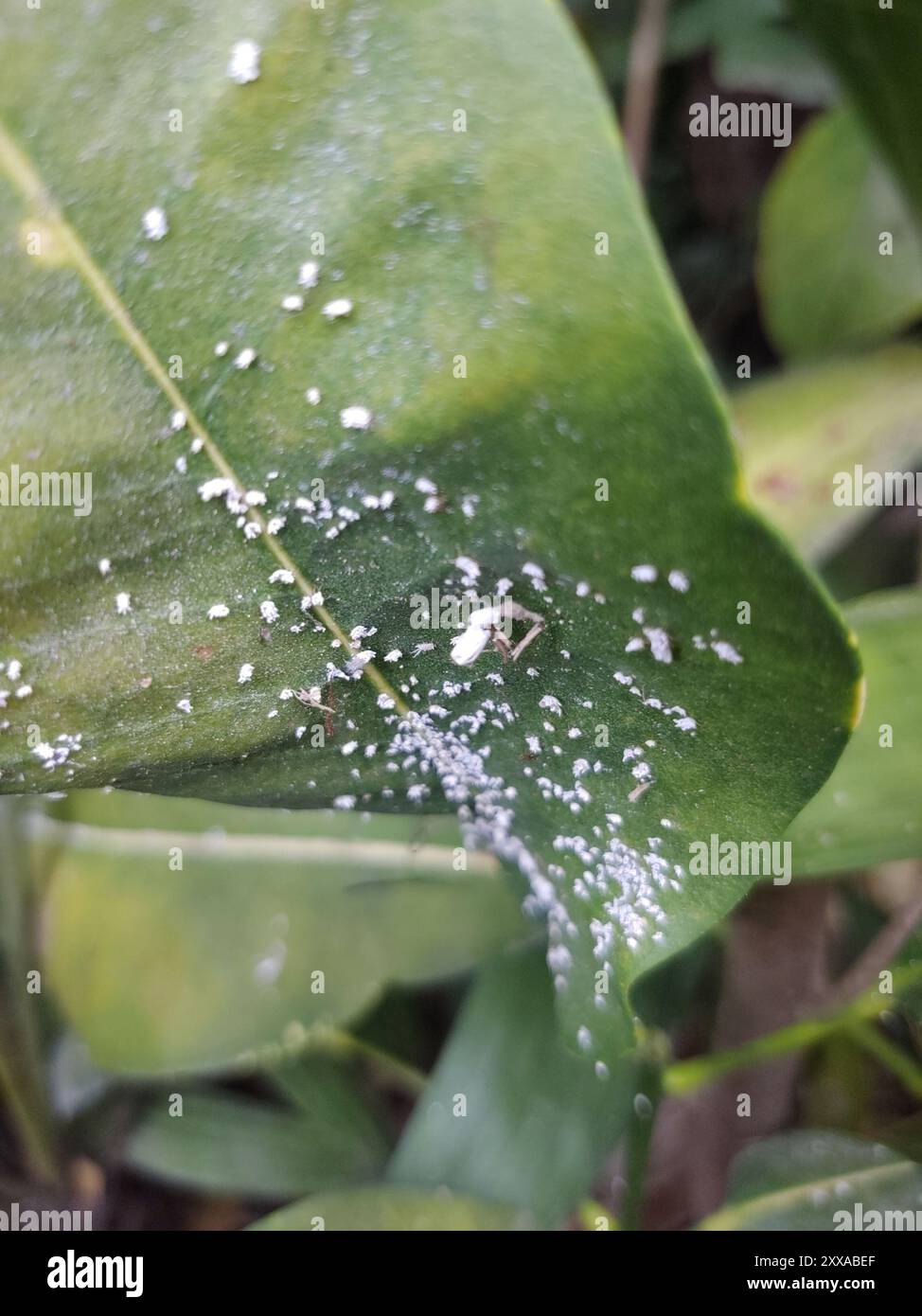 Woolly Aphids and Gall-making Aphids (Eriosomatinae) Insecta Stock ...