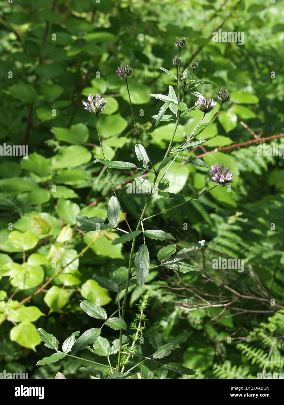 arabian pea (Bituminaria bituminosa) Plantae Stock Photo - Alamy