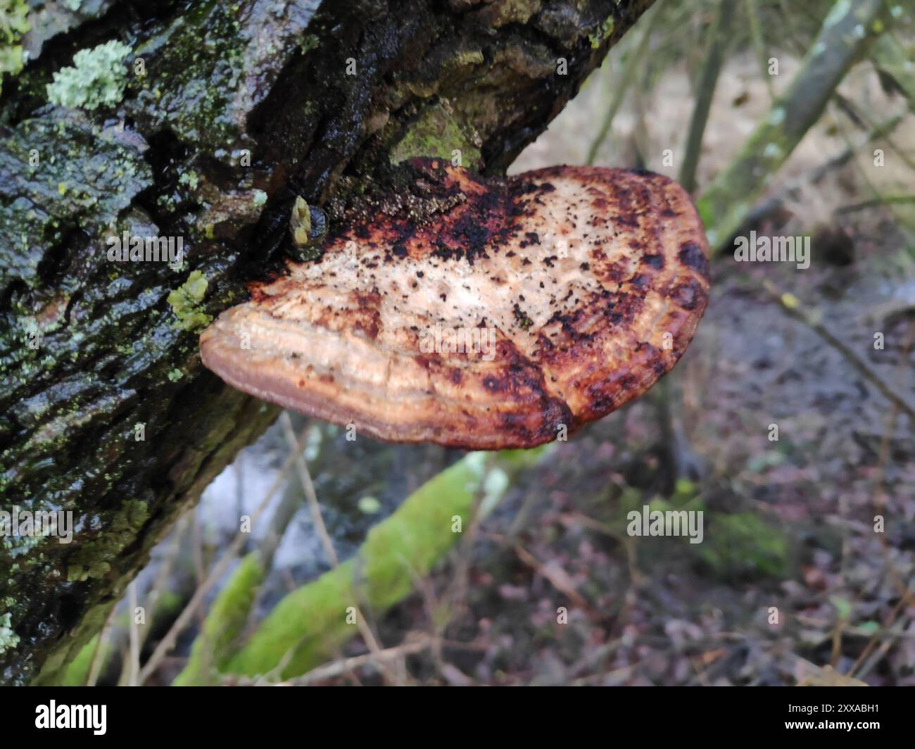 Thin-walled Maze Polypore (Daedaleopsis confragosa) Fungi Stock Photo - Alamy