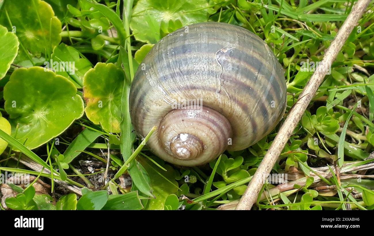 Channeled Apple Snail (Pomacea canaliculata) Mollusca Stock Photo - Alamy