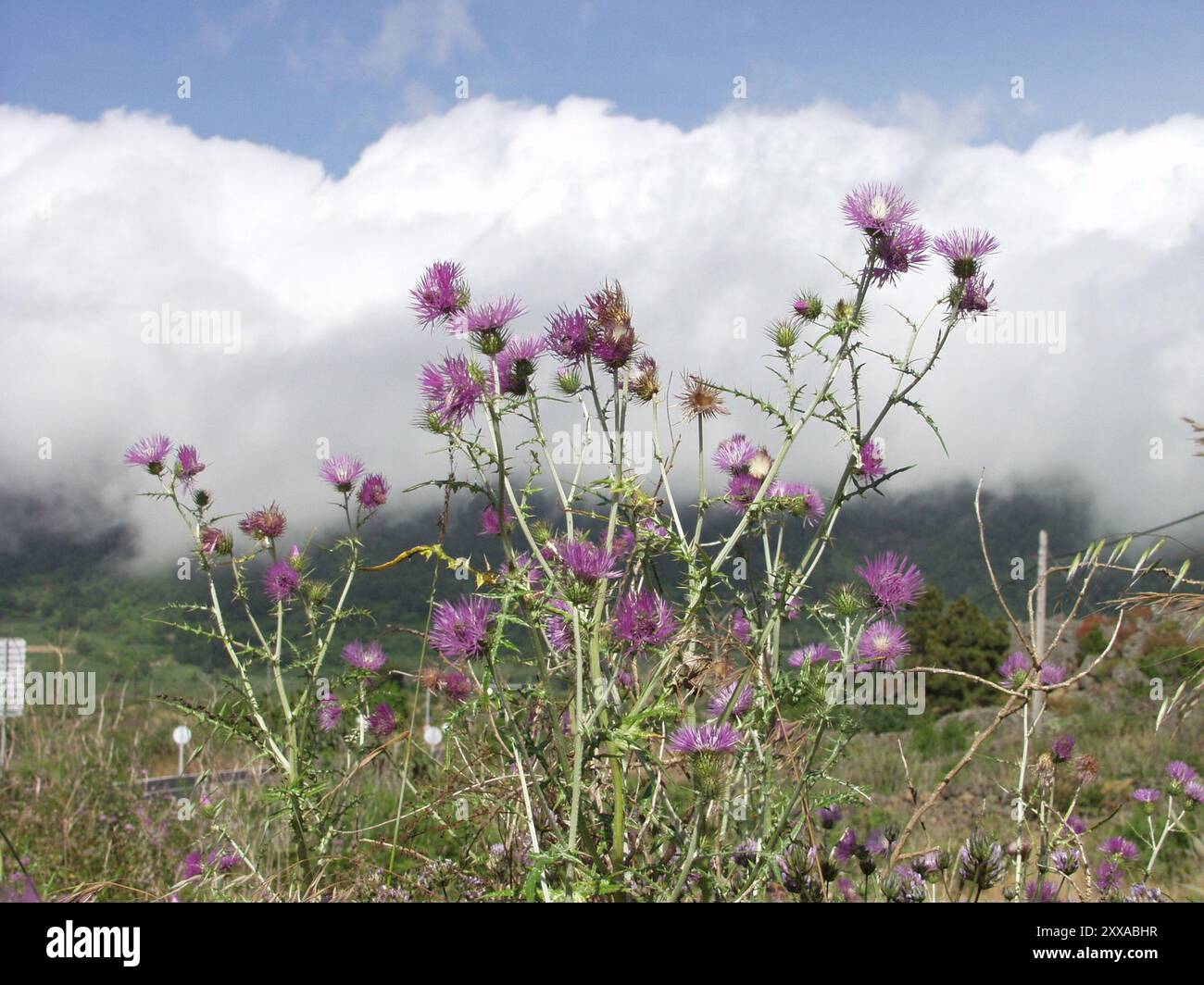 Boar Thistle (Galactites tomentosus) Plantae Stock Photo - Alamy
