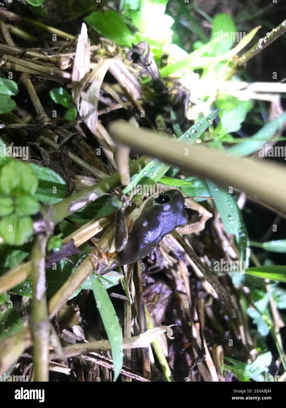 (Pithecopus gonzagai) Amphibia Stock Photo - Alamy