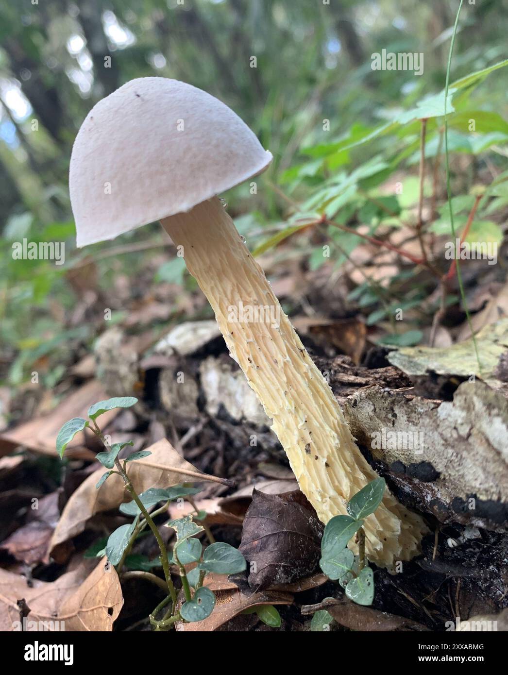 white coarsely-ribbed bolete (Austroboletus subflavidus) Fungi Stock ...