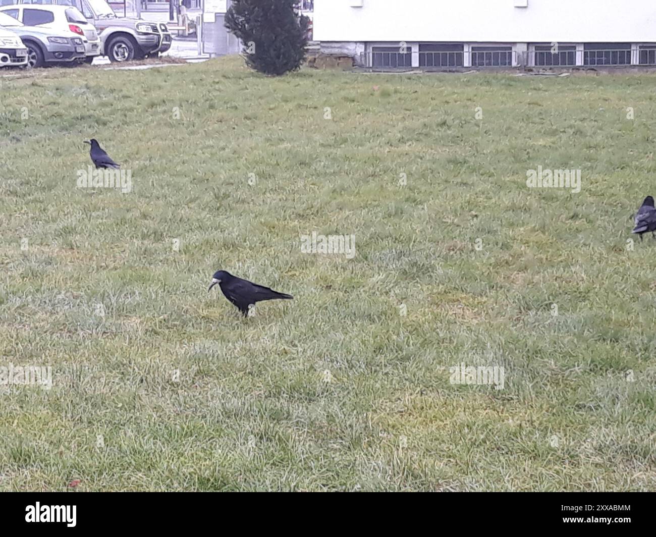 Rook (Corvus frugilegus) Aves Stock Photo - Alamy