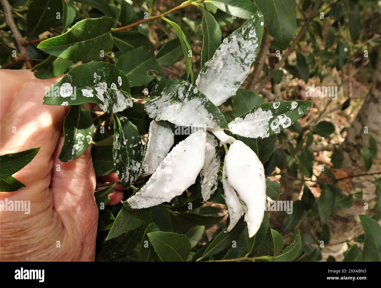 Giant Scale Insects (Monophlebidae) Insecta Stock Photo - Alamy