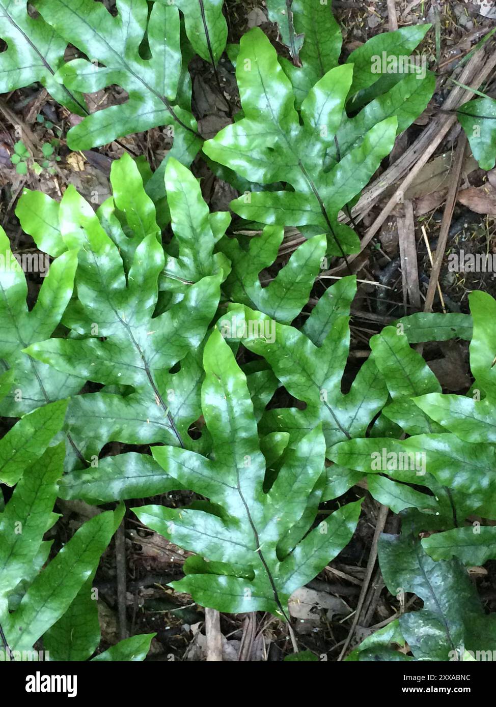 hound's tongue fern (Microsorum pustulatum) Plantae Stock Photo - Alamy