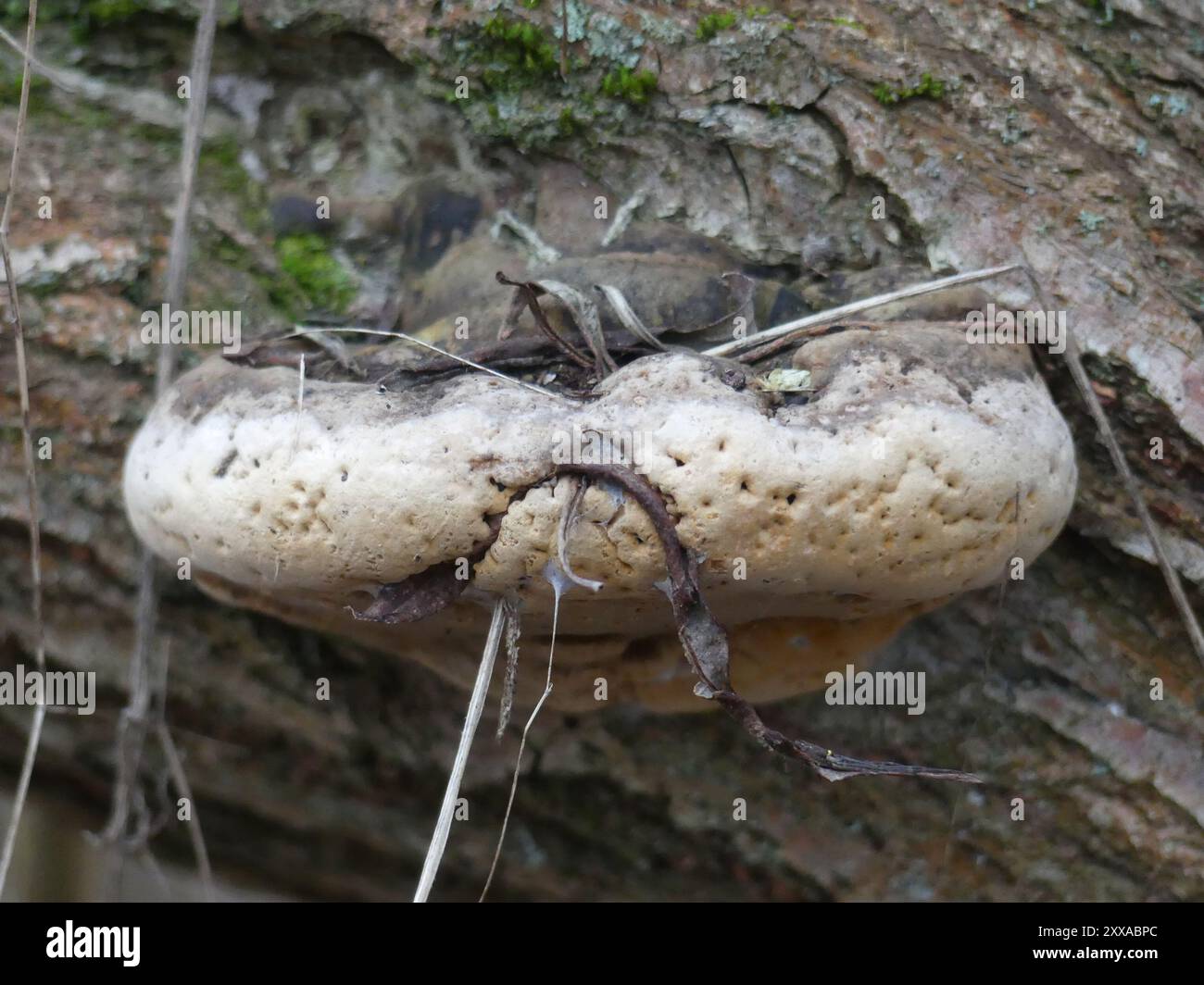 Willow Bracket (Phellinus igniarius) Fungi Stock Photo - Alamy