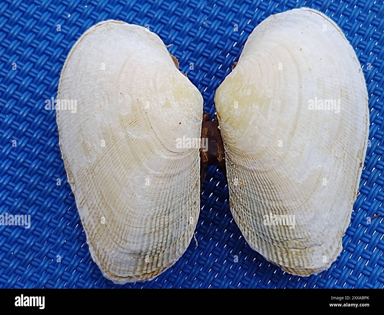 Gaudy Sanguin (Asaphis deflorata) Mollusca Stock Photo - Alamy
