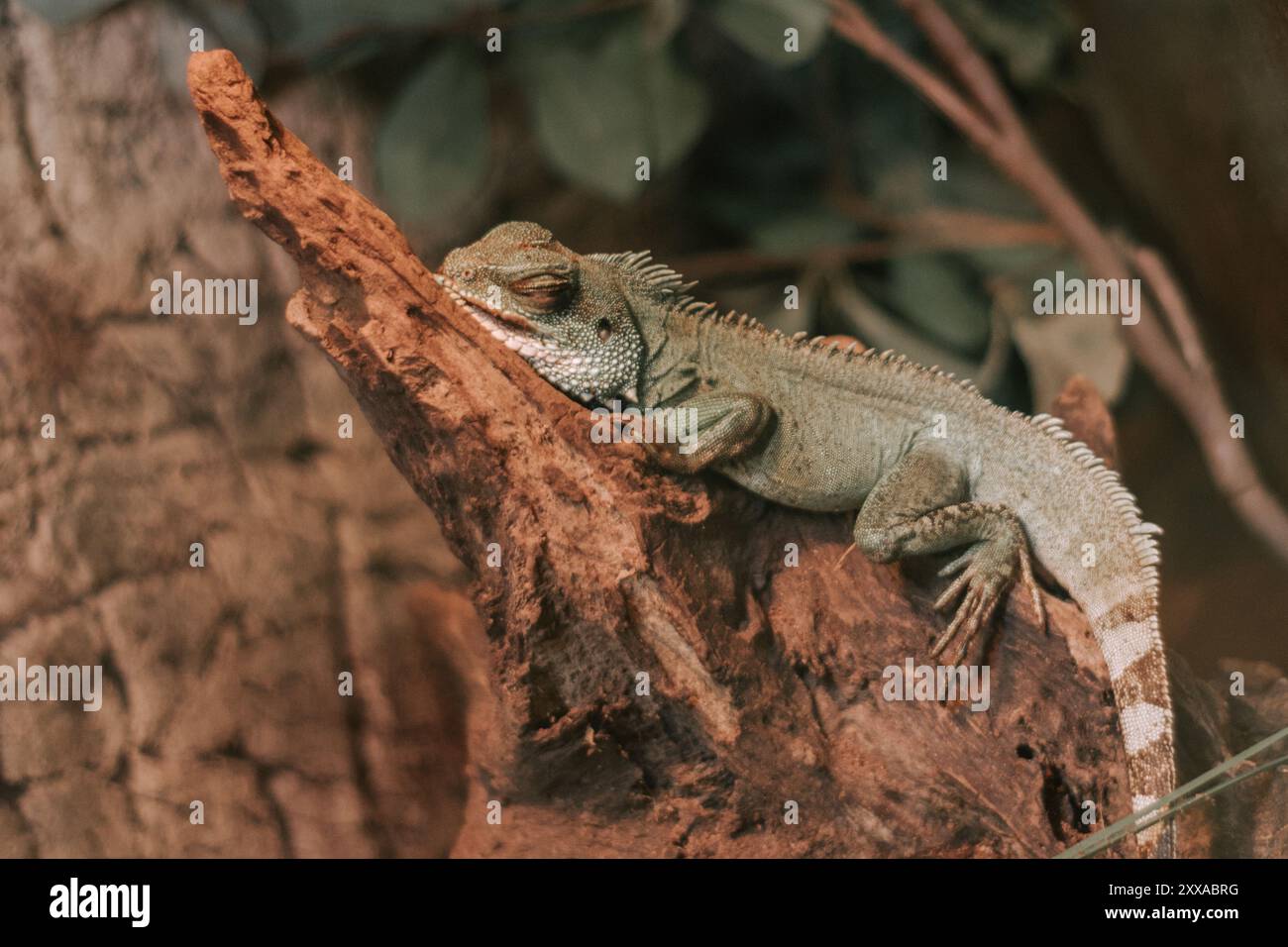 A bearded dragon (agama) peacefully sleeping, basking under soft light ...