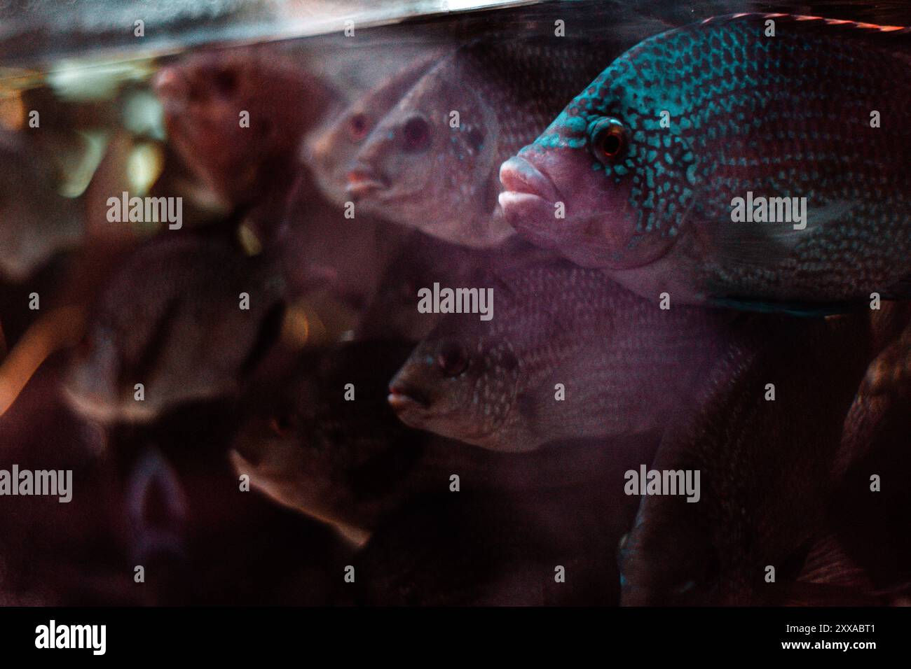 Fish swimming in an aquarium, surrounded by the tranquil blues of the ...