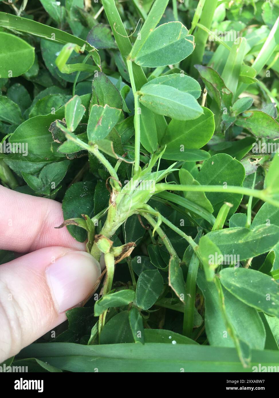 perennial peanut (Arachis glabrata) Plantae Stock Photo - Alamy