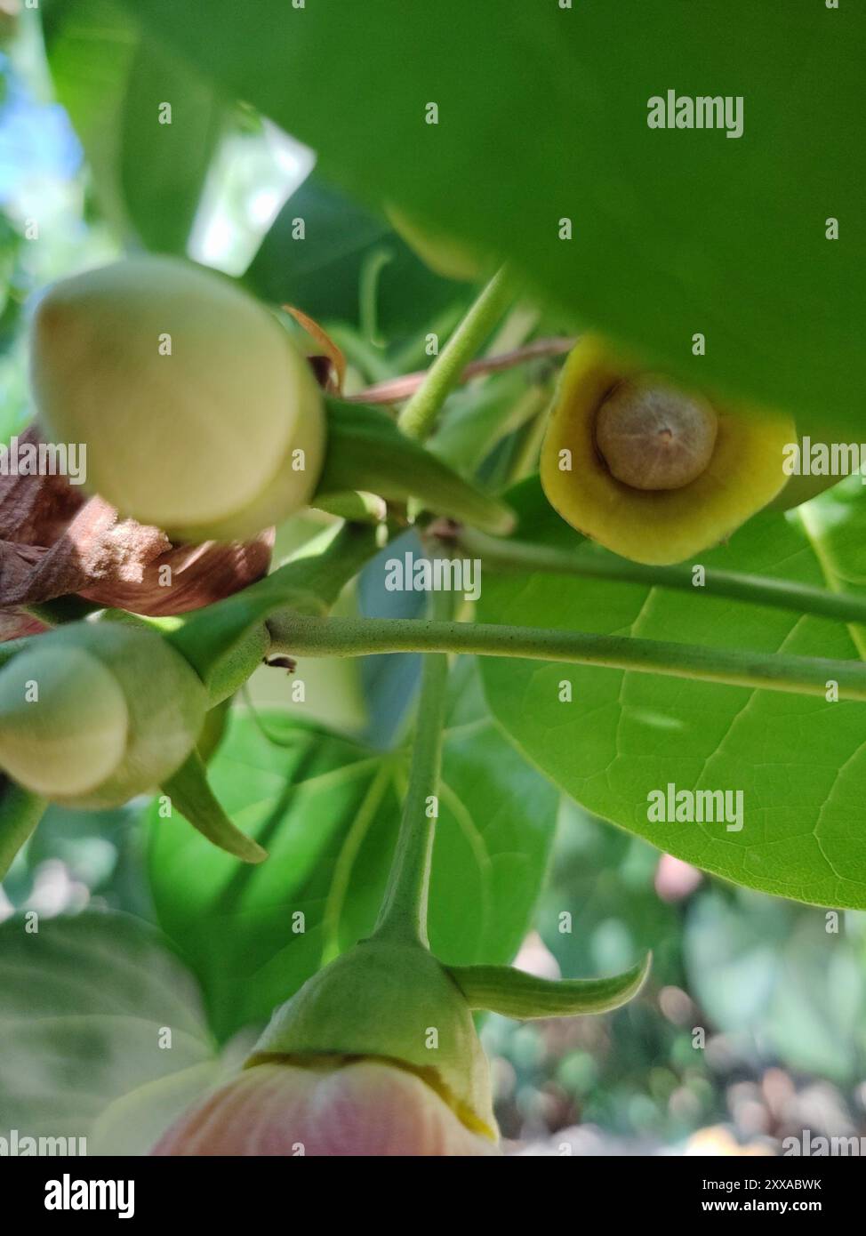 Portia tree (Thespesia populnea) Plantae Stock Photo - Alamy