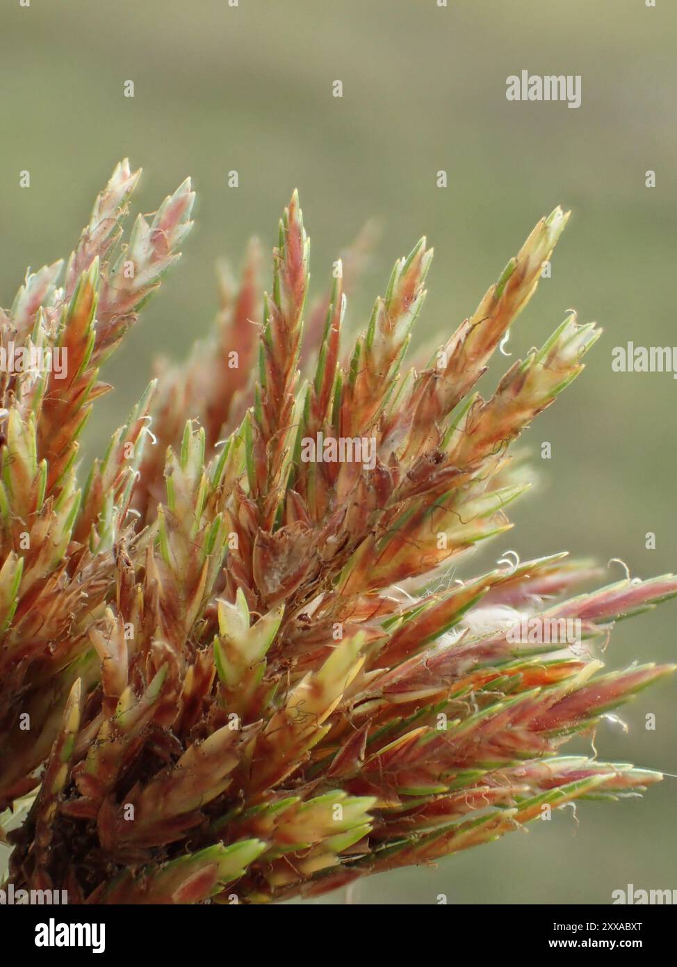Bunchy flat-sedge (Cyperus polystachyos) Plantae Stock Photo - Alamy