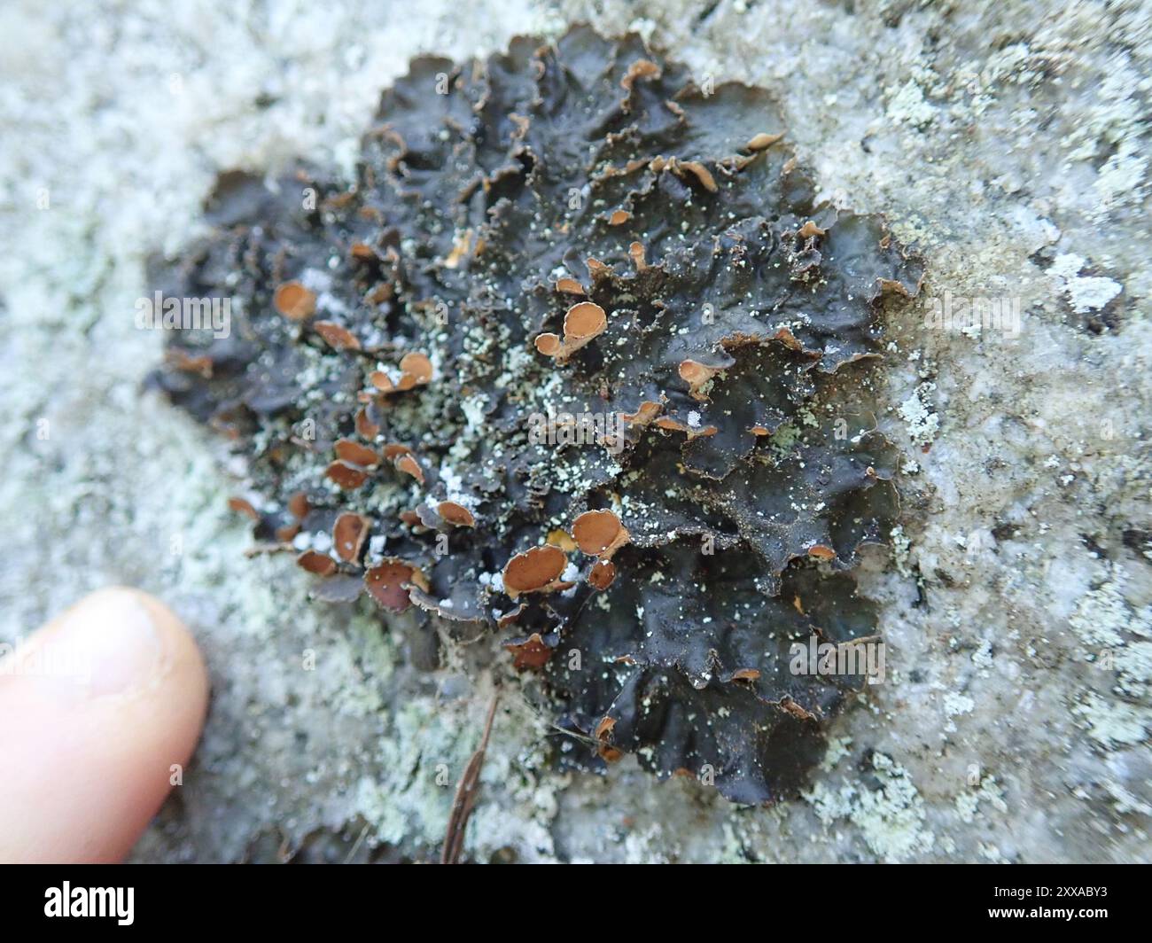 Mustard Kidney Lichen (Nephroma laevigatum) Fungi Stock Photo - Alamy