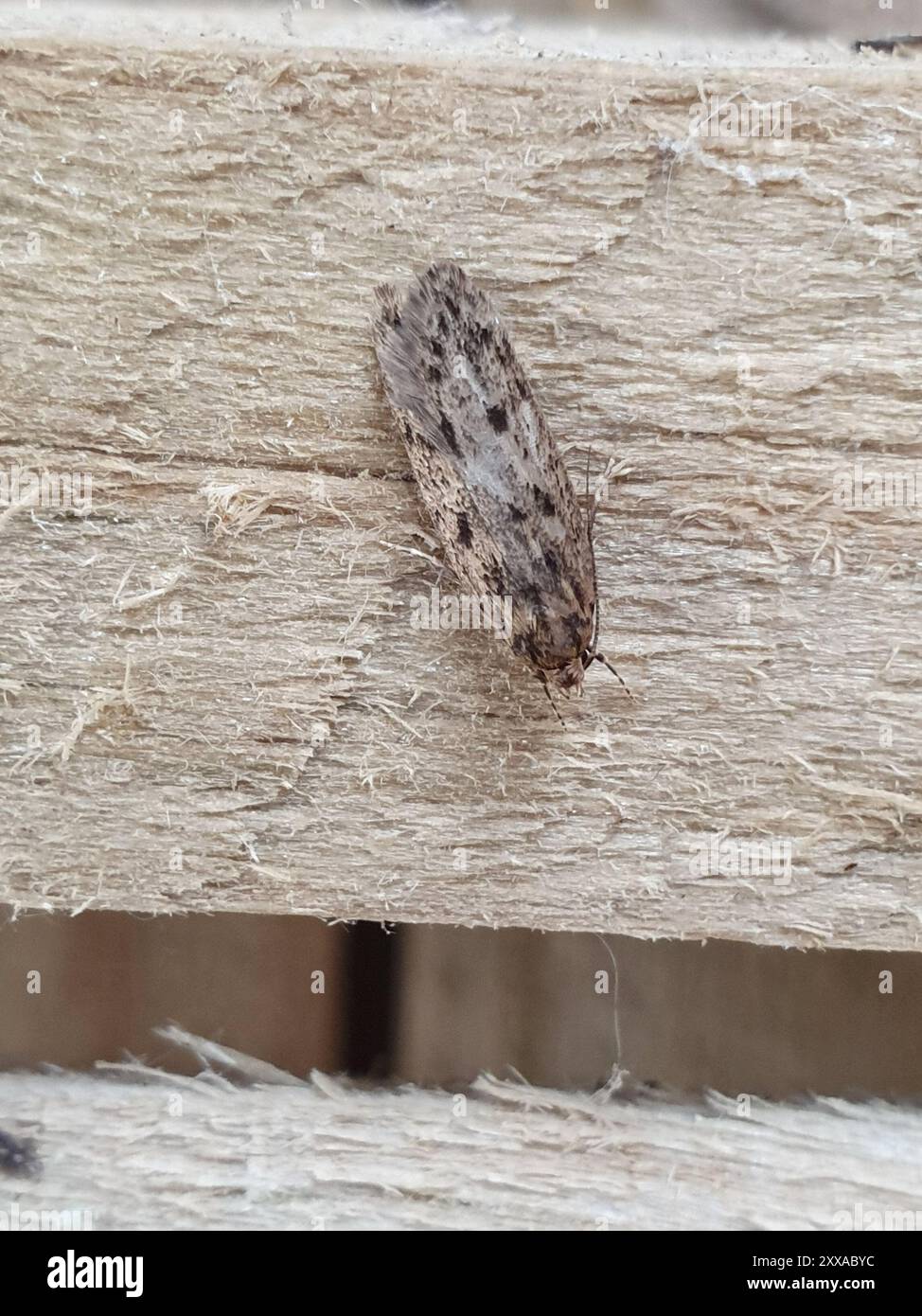 Brown House Moth (Hofmannophila pseudospretella) Insecta Stock Photo ...
