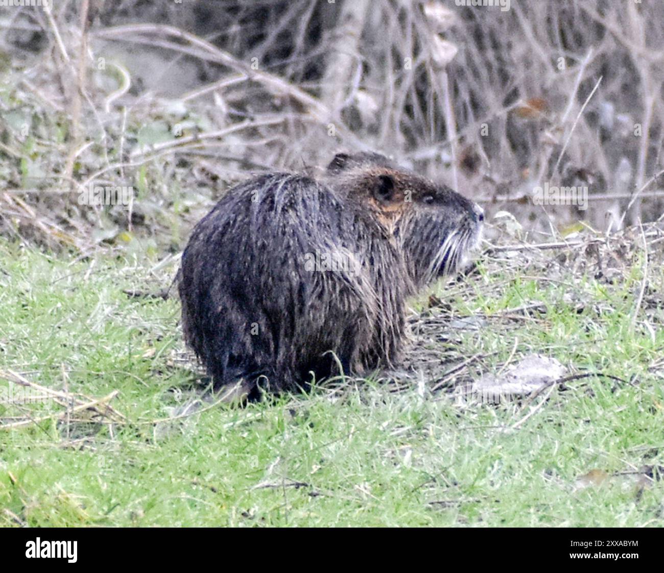 Coypu (Myocastor coypus) Mammalia Stock Photo - Alamy