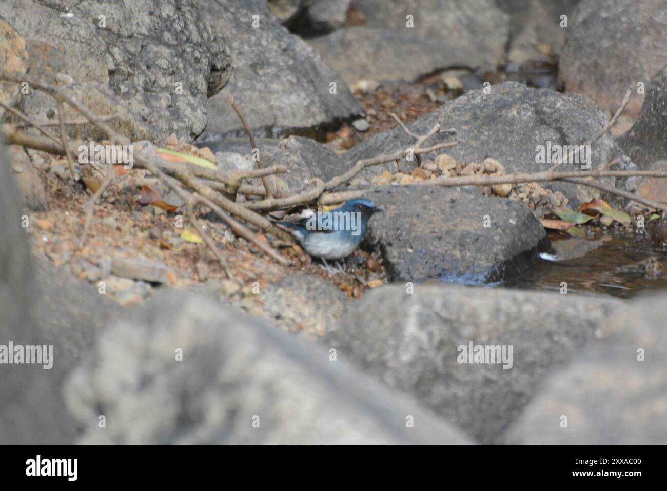 White-bellied Blue Flycatcher (Cyornis pallidipes) Aves Stock Photo - Alamy