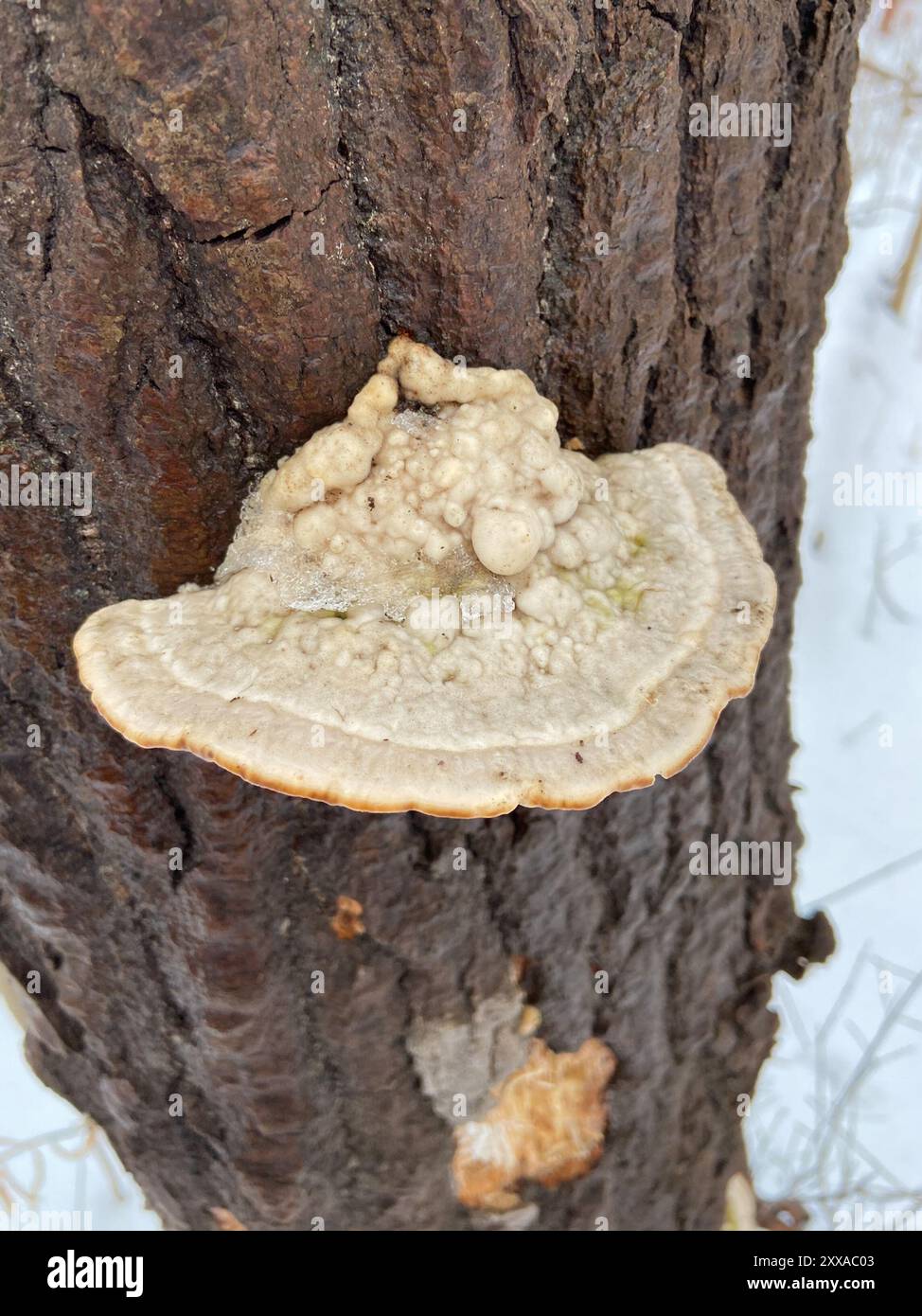 Lumpy Bracket (Trametes gibbosa) Fungi Stock Photo - Alamy