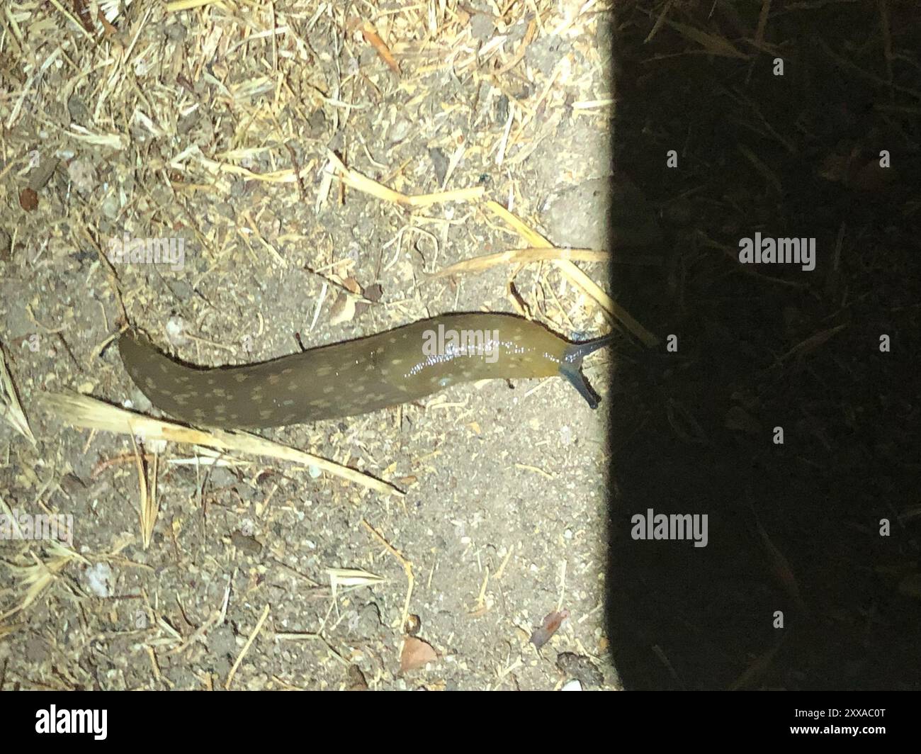 Yellow Cellar Slug (Limacus flavus) Mollusca Stock Photo - Alamy