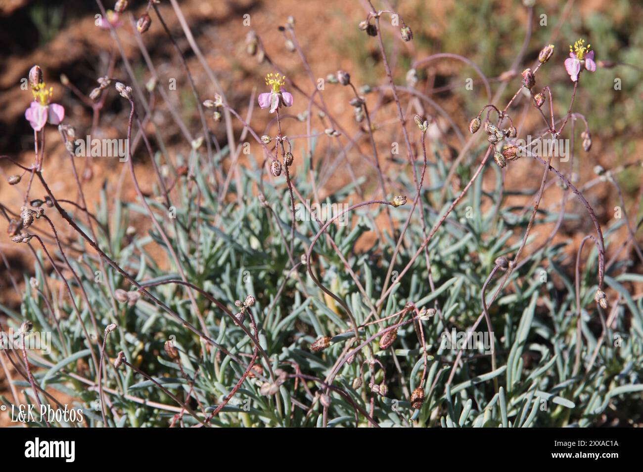 Sour Saltsorrel (Kewa salsoloides) Plantae Stock Photo - Alamy