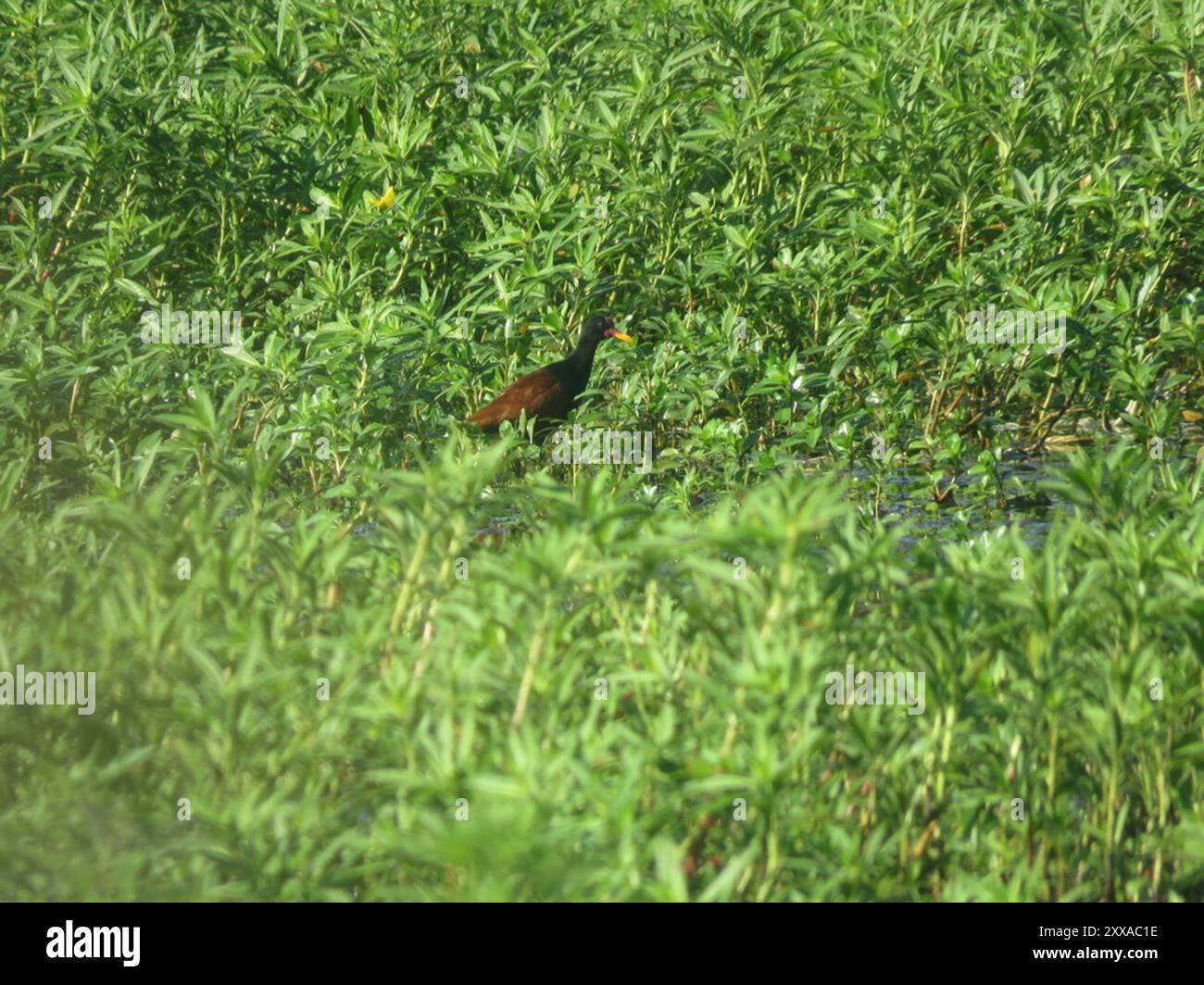 Wattled Jacana (Jacana jacana) Aves Stock Photo - Alamy