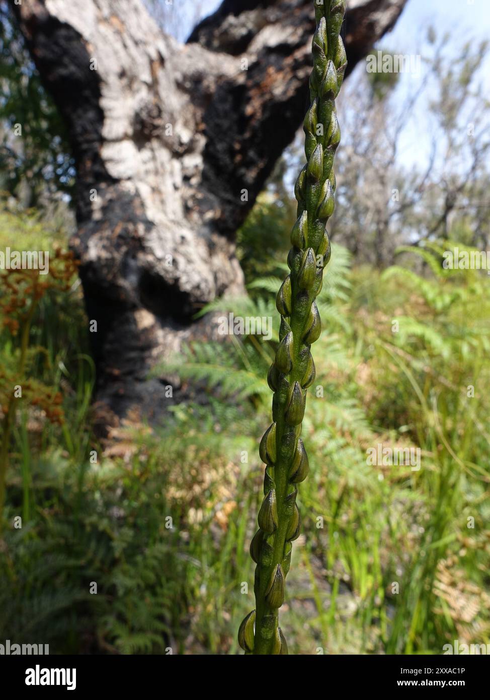 Tall Leek Orchid (Prasophyllum elatum) Plantae Stock Photo - Alamy