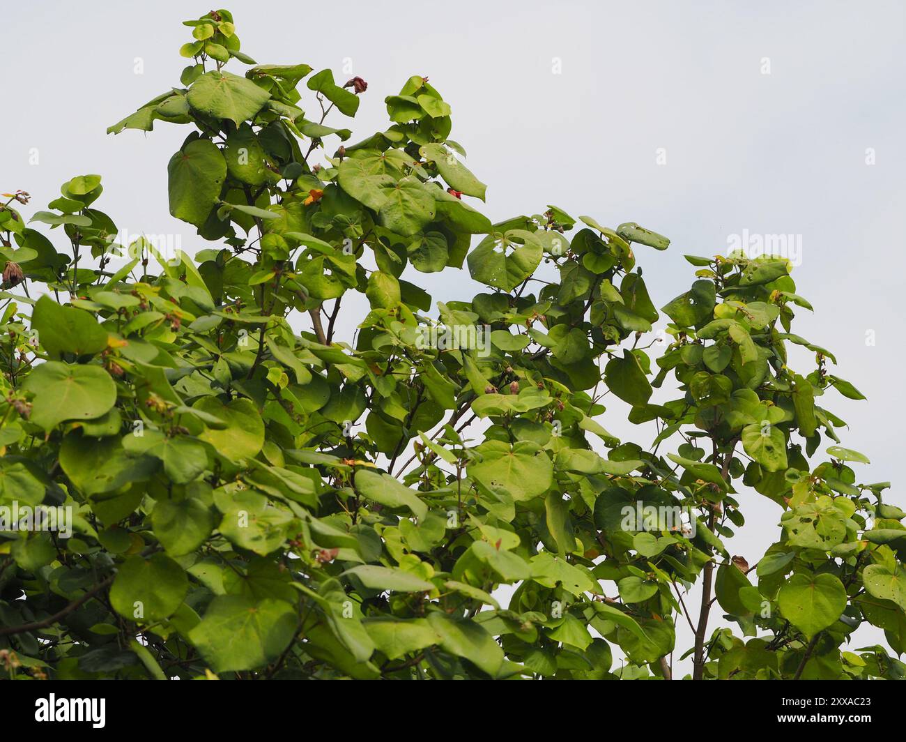 sea hibiscus (Hibiscus tiliaceus) Plantae Stock Photo - Alamy
