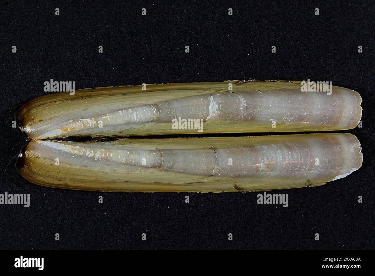 Ensis magnus hi-res stock photography and images - Alamy