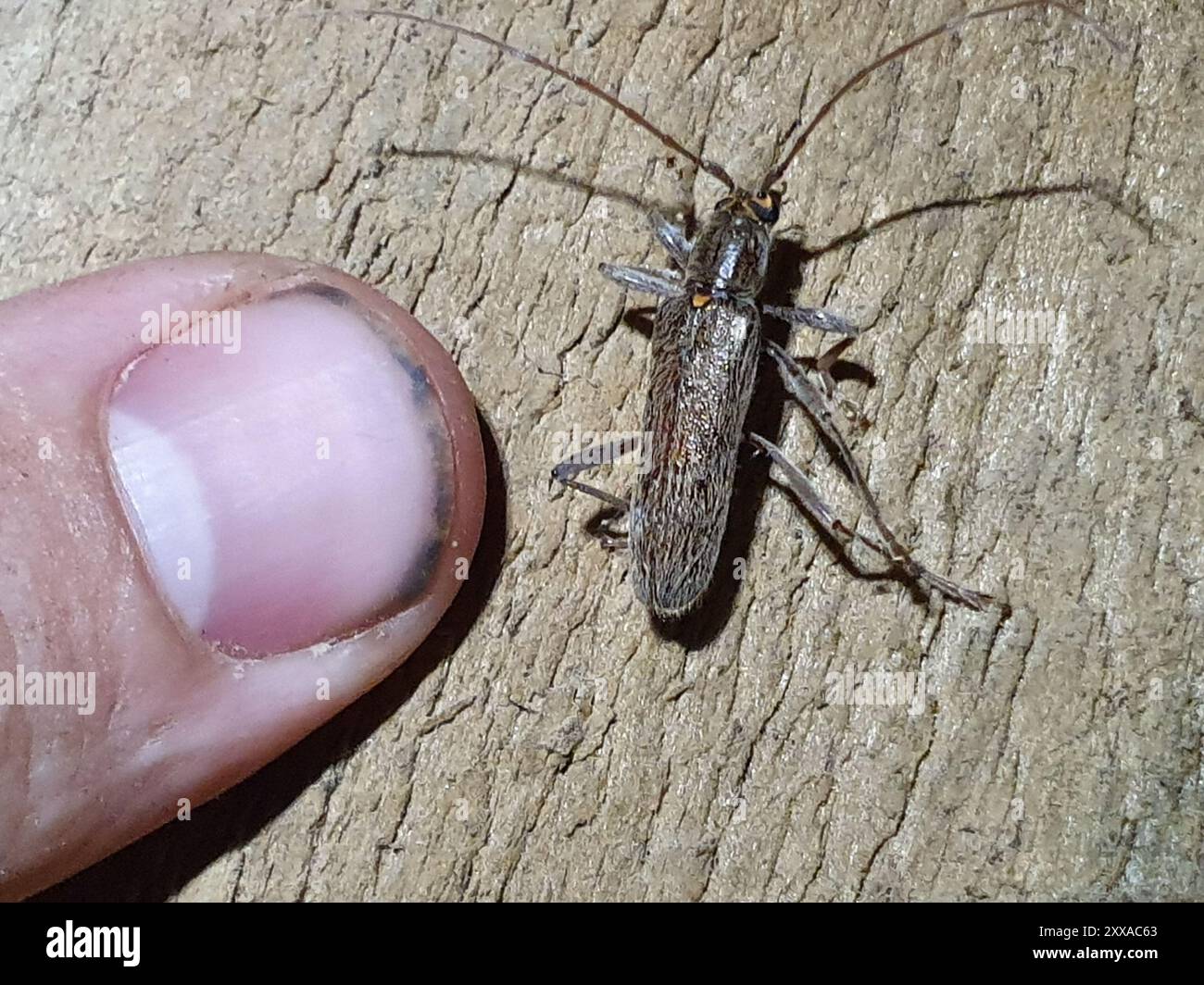 Lemon tree borer (Oemona hirta) Insecta Stock Photo - Alamy