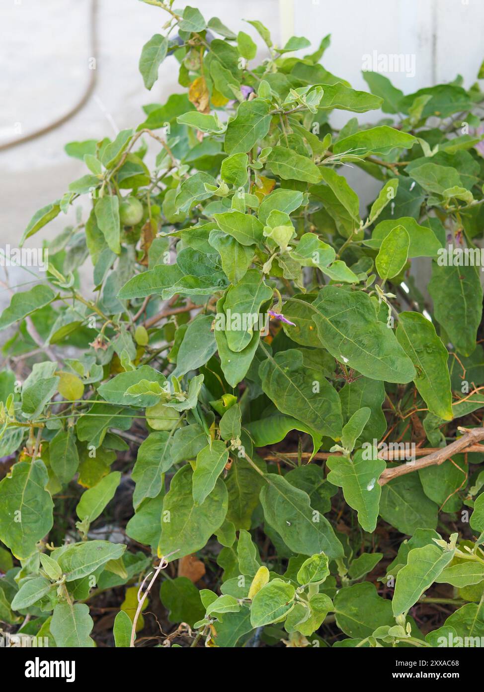 wild eggplant (Solanum insanum) Plantae Stock Photo - Alamy
