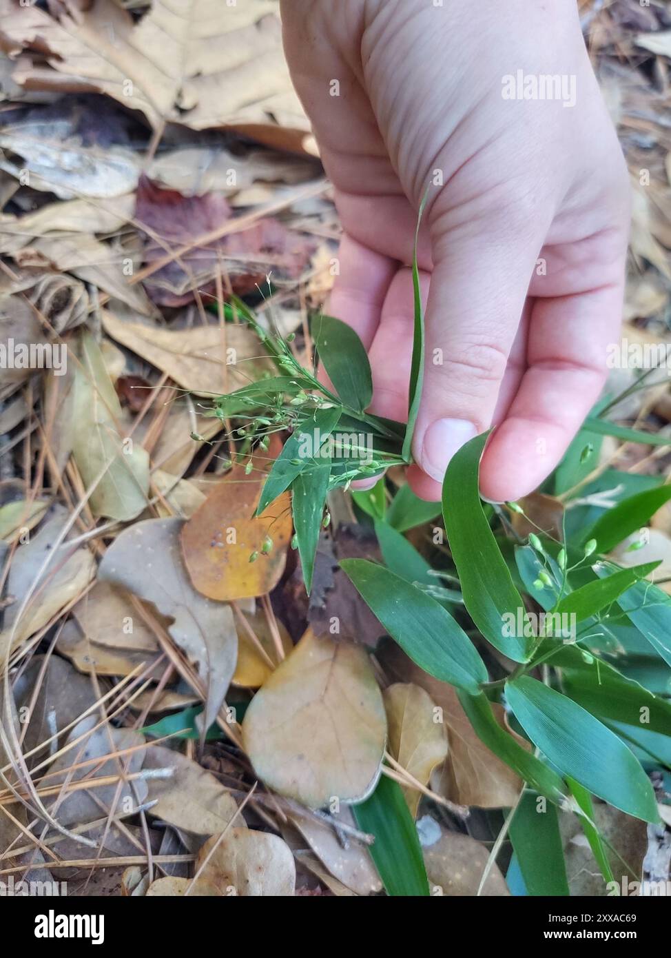 variable witchgrass (Dichanthelium commutatum) Plantae Stock Photo - Alamy