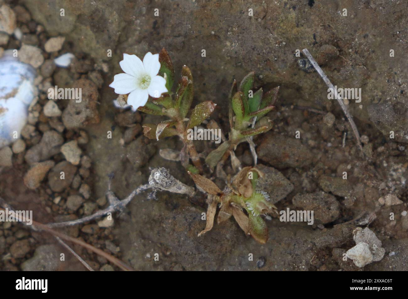Creeping Dentella (Dentella repens) Plantae Stock Photo - Alamy