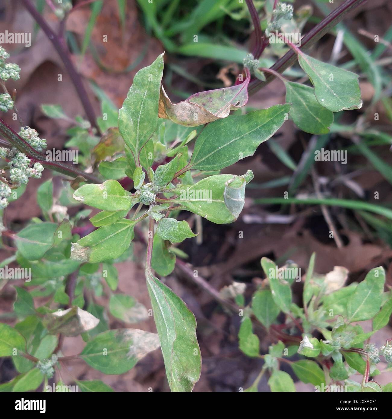 Common Lambsquarters (Chenopodium album) Plantae Stock Photo - Alamy