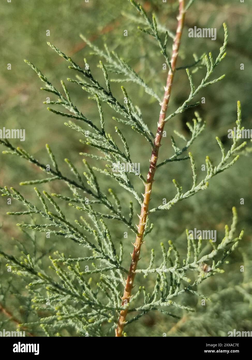 saltcedar (Tamarix ramosissima) Plantae Stock Photo - Alamy