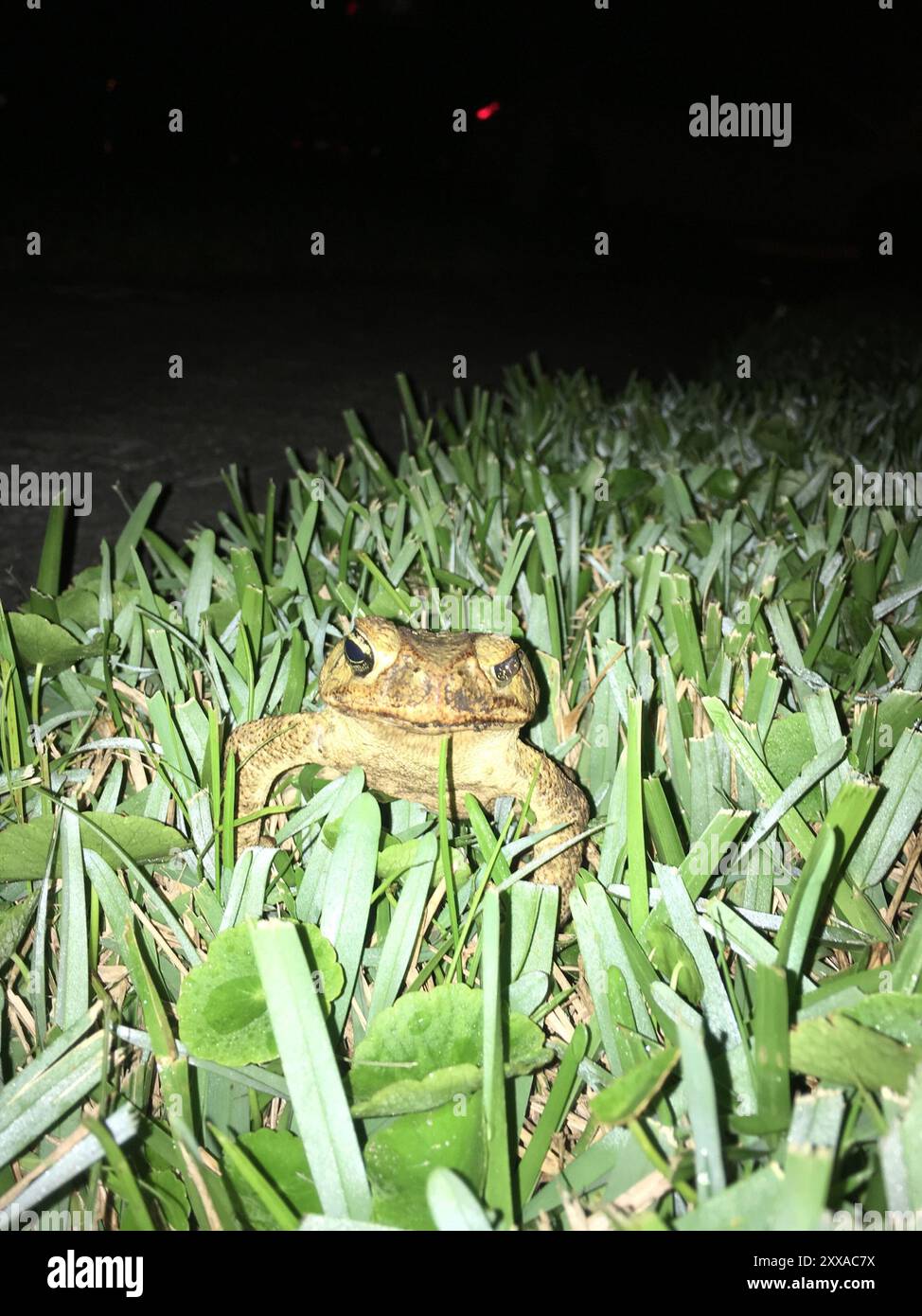 Cane Toad (Rhinella marina) Amphibia Stock Photo - Alamy