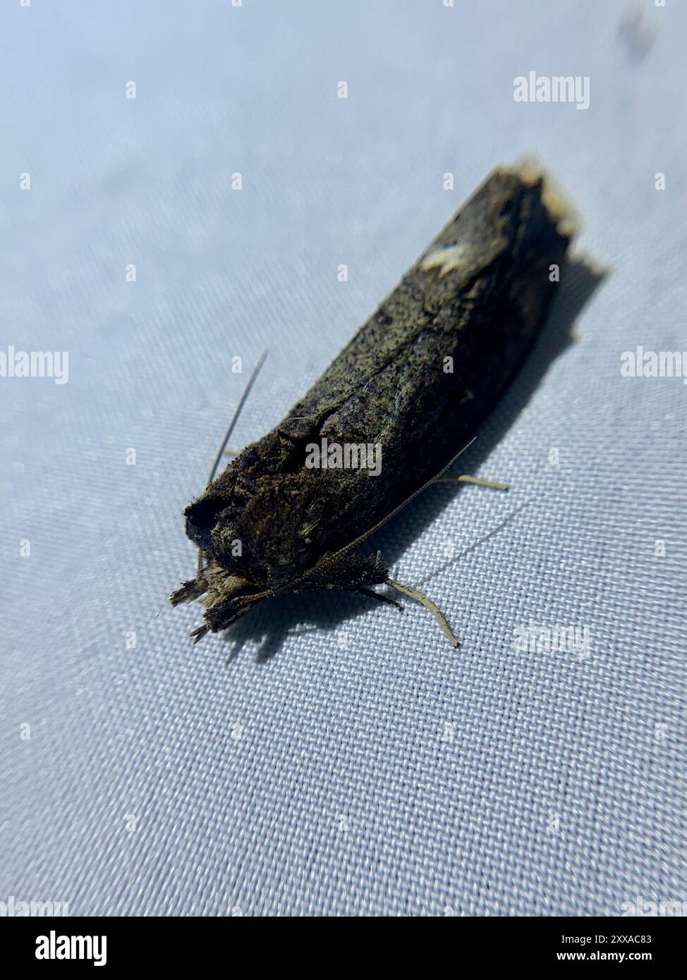 Owlet Moths and Allies (Noctuoidea) Insecta Stock Photo - Alamy