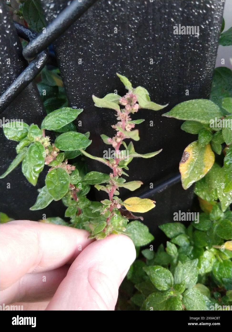 pellitory-of-the-wall (Parietaria judaica) Plantae Stock Photo - Alamy