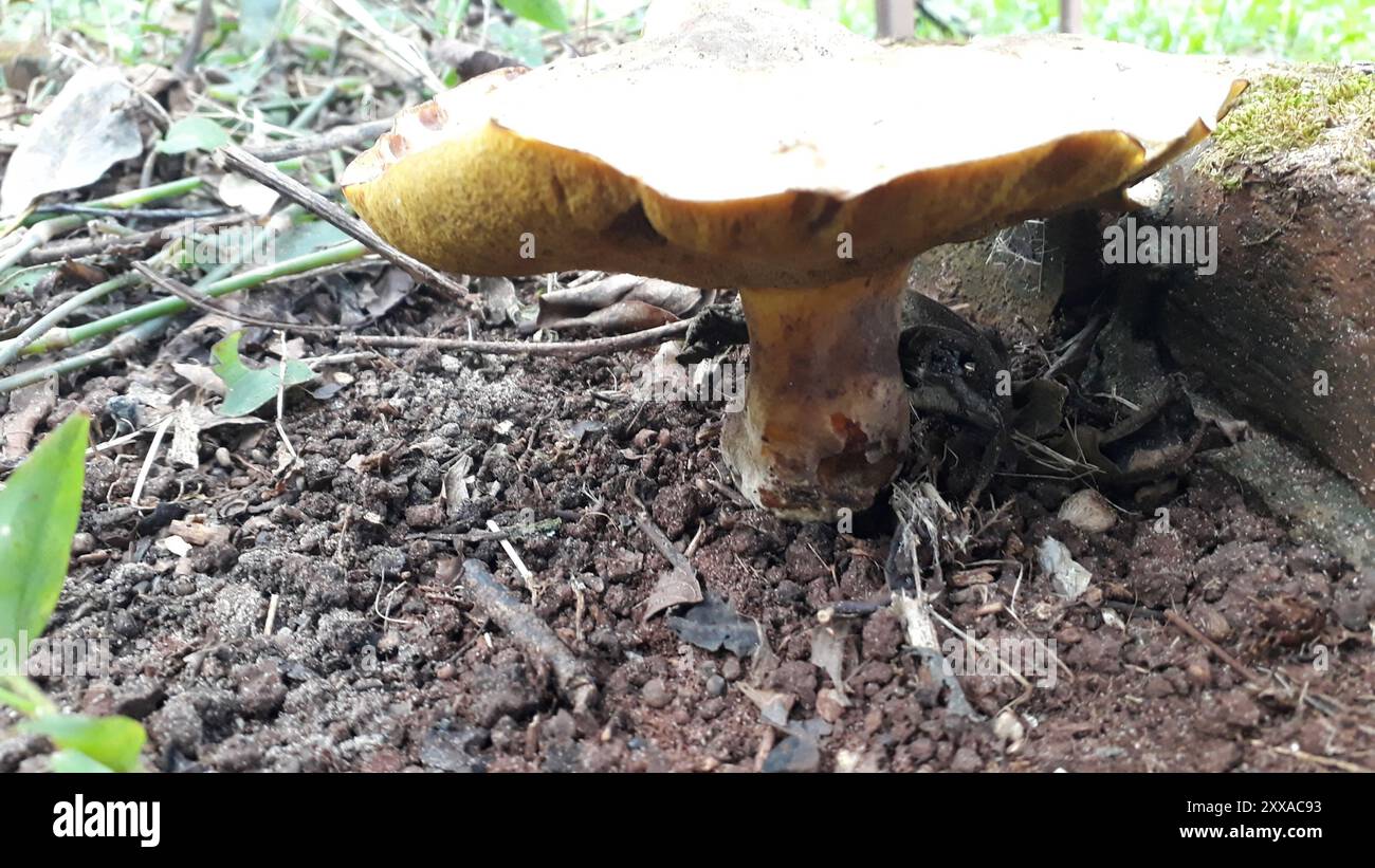 Dotted-stalked Suillus (Suillus granulatus) Fungi Stock Photo - Alamy